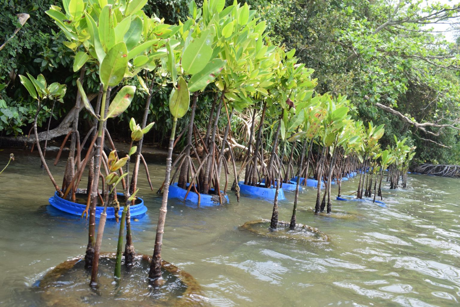 Mangrove Restoration Plan – The Man Grove Project